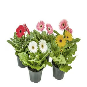 Flor Gerbera Decorada pt14 | Compre online e receba em casa!