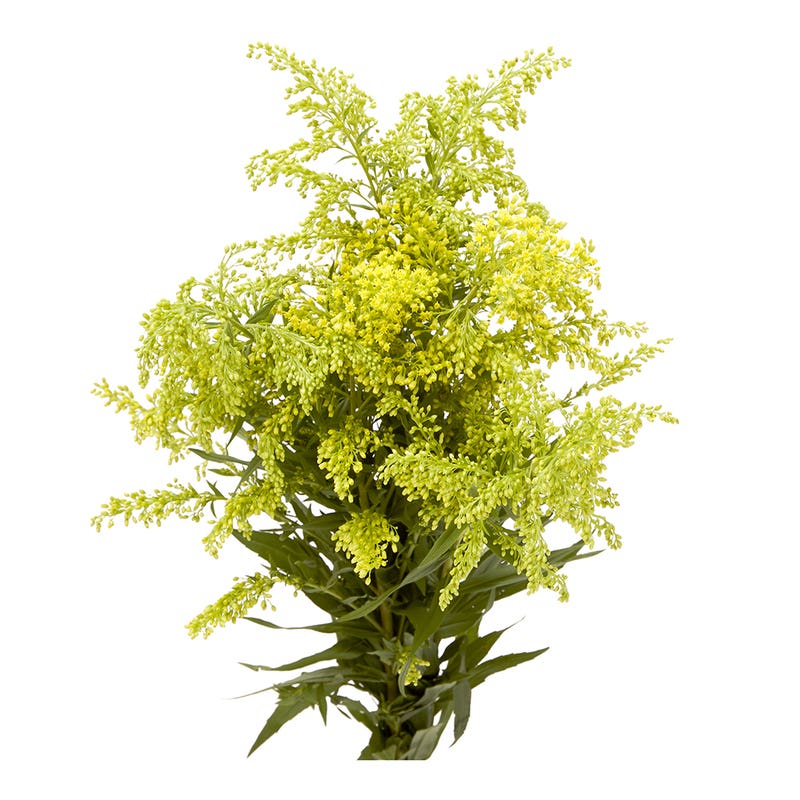 Flor Tango un | Compre online e receba em casa!