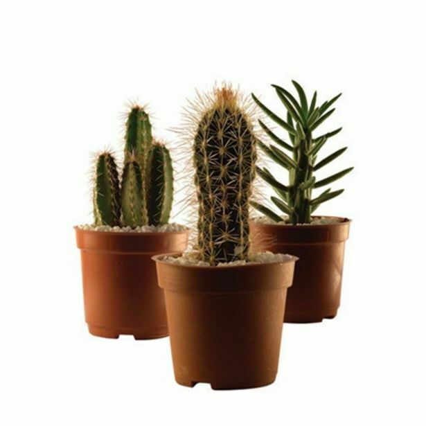 Kit Cactus Mini P6 4 un | Compre online e receba em casa!