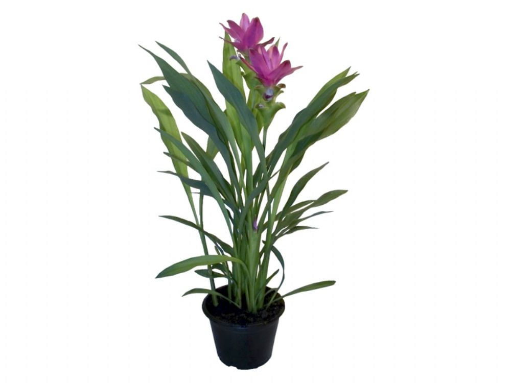 Flor Cúrcuma Siam Shadow Decorada pt15 un | Compre online e receba em casa!