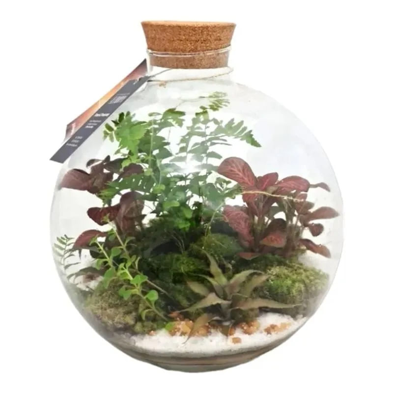 Planta Mini Mundo M2 Arte Vaso un | Compre online e receba em casa!
